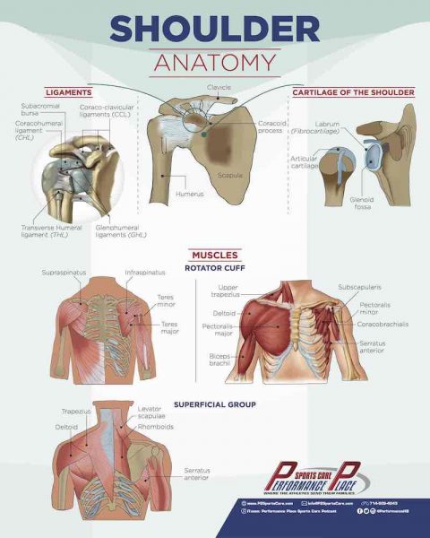 9 Facts About SICK Scapula That May Surprise You - Performance Place ...